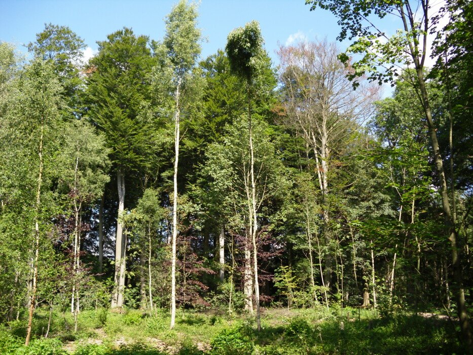 Wandelbos | Groenhove Diocesaan Dienstenhuis