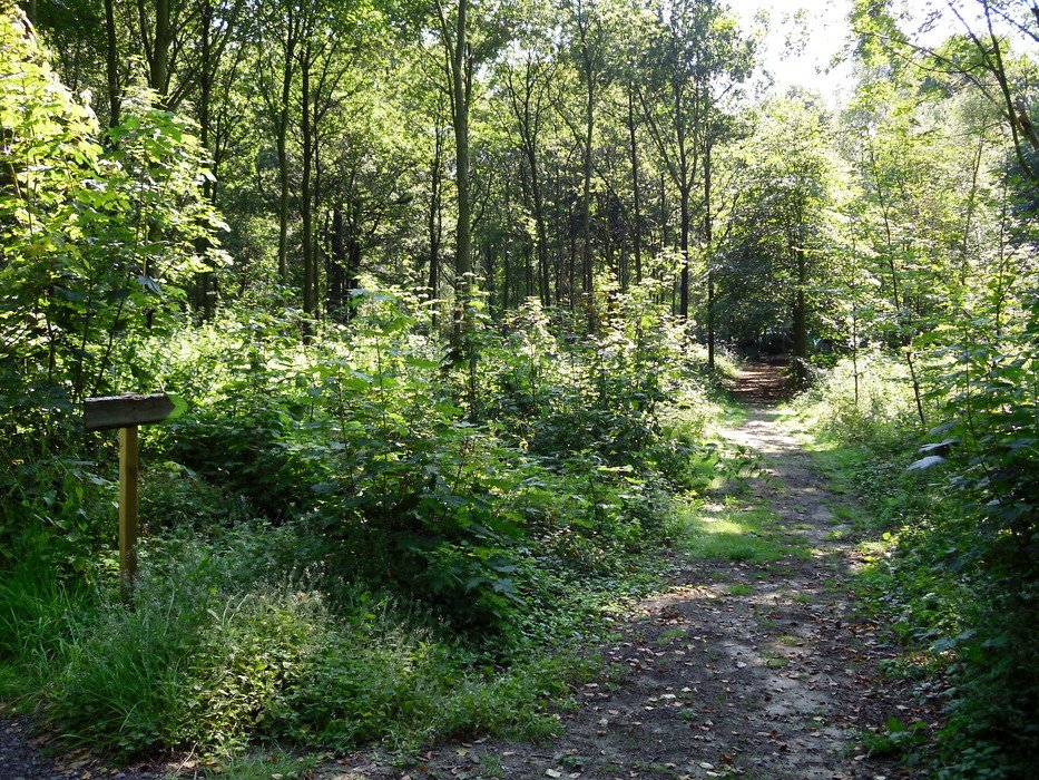 Wandelbos | Groenhove Diocesaan Dienstenhuis